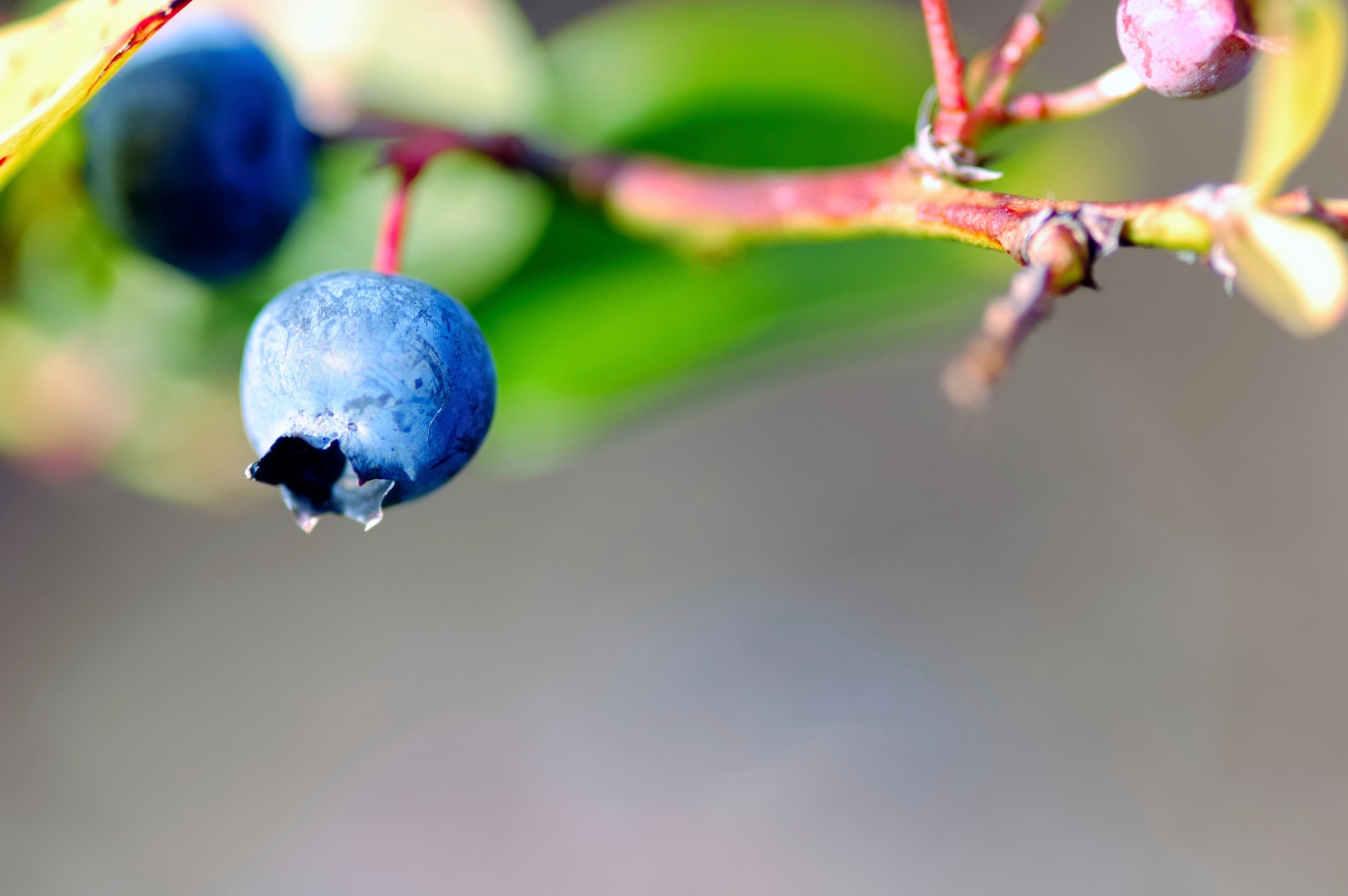Blueberry Recipes for Memory Benefits